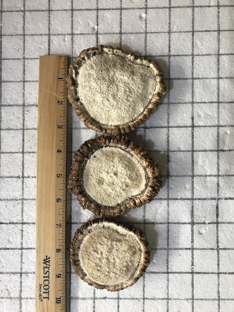 Elk Anlter Burr, Antler Belt Buckle,antler Paper Weight. - Etsy