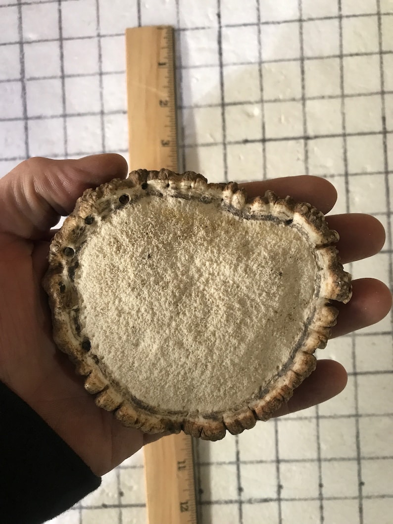 Elk Anlter Burr, Antler Belt Buckle,antler Paper Weight. - Etsy