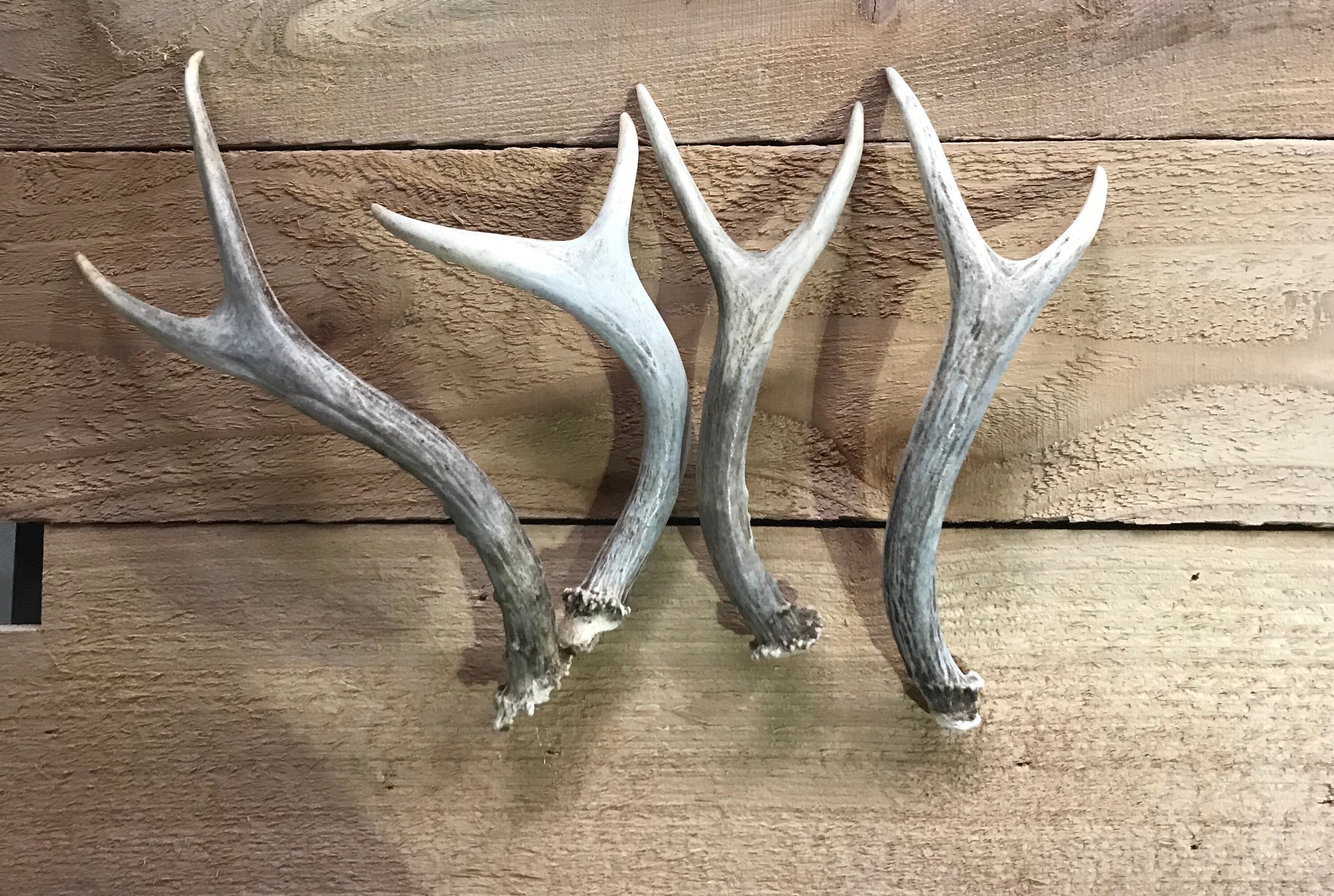 4 Count Real Deer Antler. Small Antler. Decoration Antler. - Etsy UK