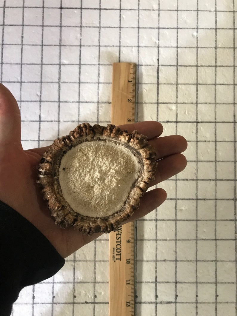 Elk Anlter Burr, Antler Belt Buckle,antler Paper Weight. - Etsy