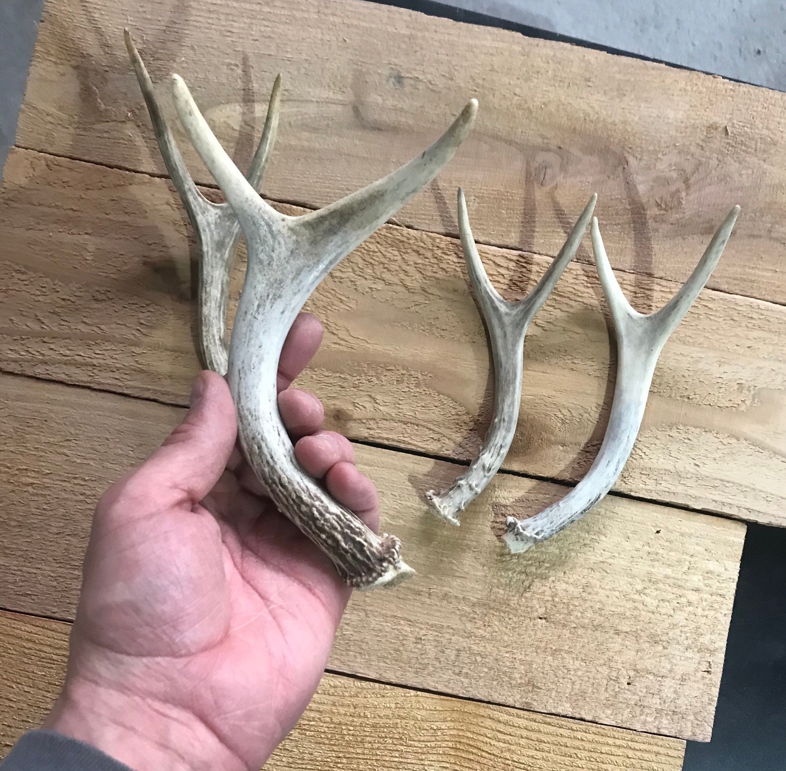 4 Count Real Deer Antler. Small Antler. Decoration Antler. - Etsy