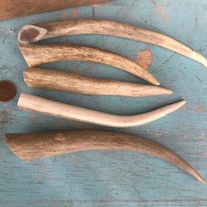 Bulk Antler Tips/craft Grade Antler Tines/no Damage Antler/25 or 50 ...