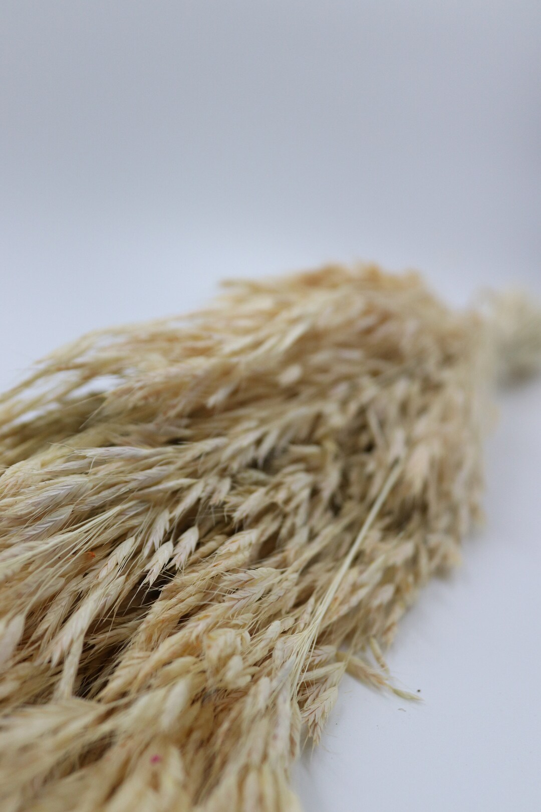 Dried Oat Grass Dried Plume Reed Dried Flower Wedding Etsy