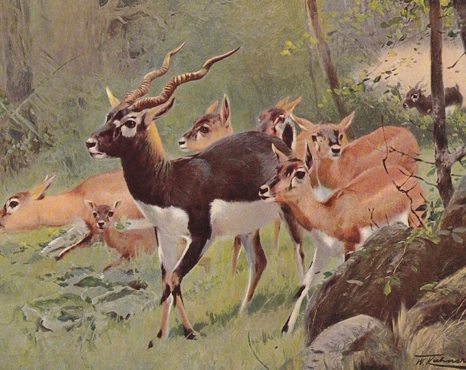 1916 Black Buck; Antique Animal Print That is Over 100 Years Old--great ...