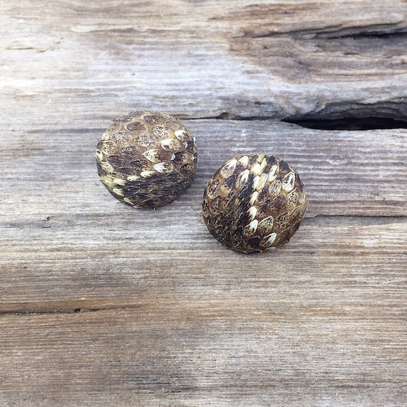 Vintage Western Diamondback Rattlesnake Skin 1 Button | Etsy