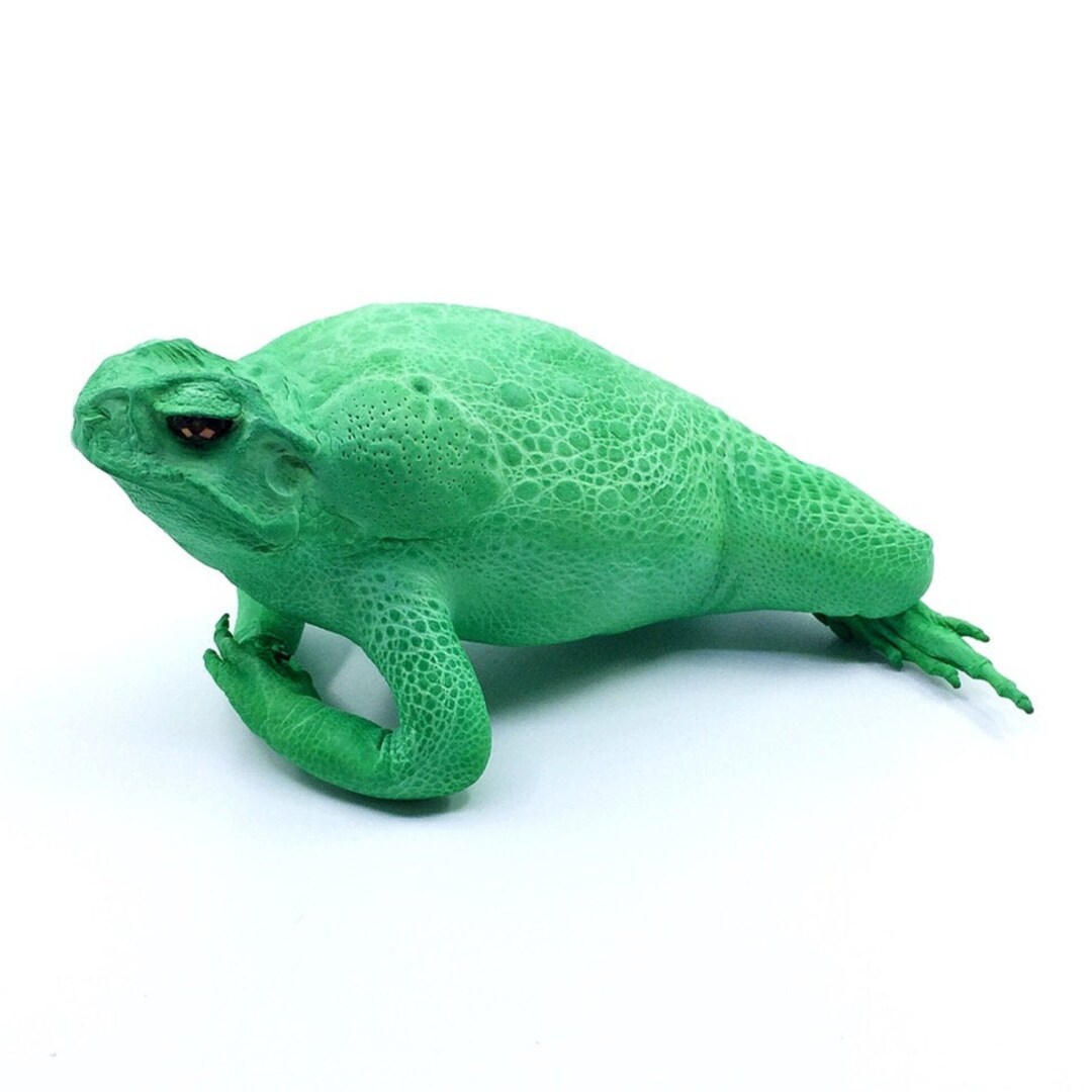 New Genuine Bufo Marinus Lucky Cane Toad Taxidermy Pretty Pastel ...