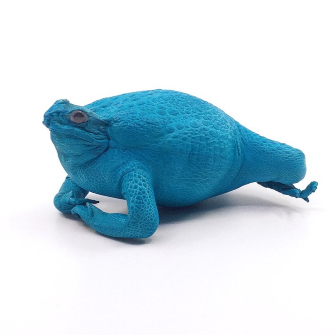 New Genuine Bufo Marinus Lucky Cane Toad Taxidermy Small Cyan Blue 4.5 ...