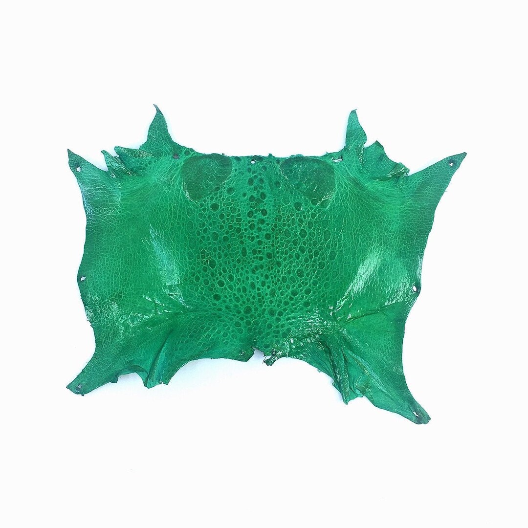 Bufo Marinus Cane Toad Skin Professionally Dyed Leather Glossy Kelly ...