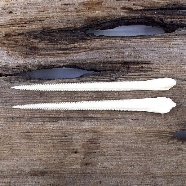 Stingray Barb - Etsy