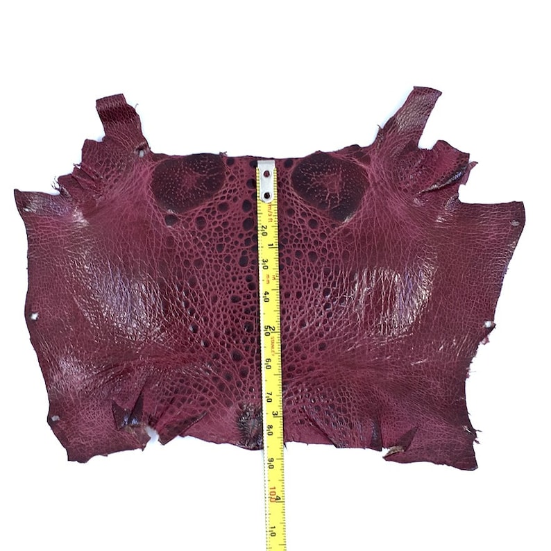 Bufo Marinus Cane Toad Skin Professionally Dyed Leather Glossy Burgundy ...
