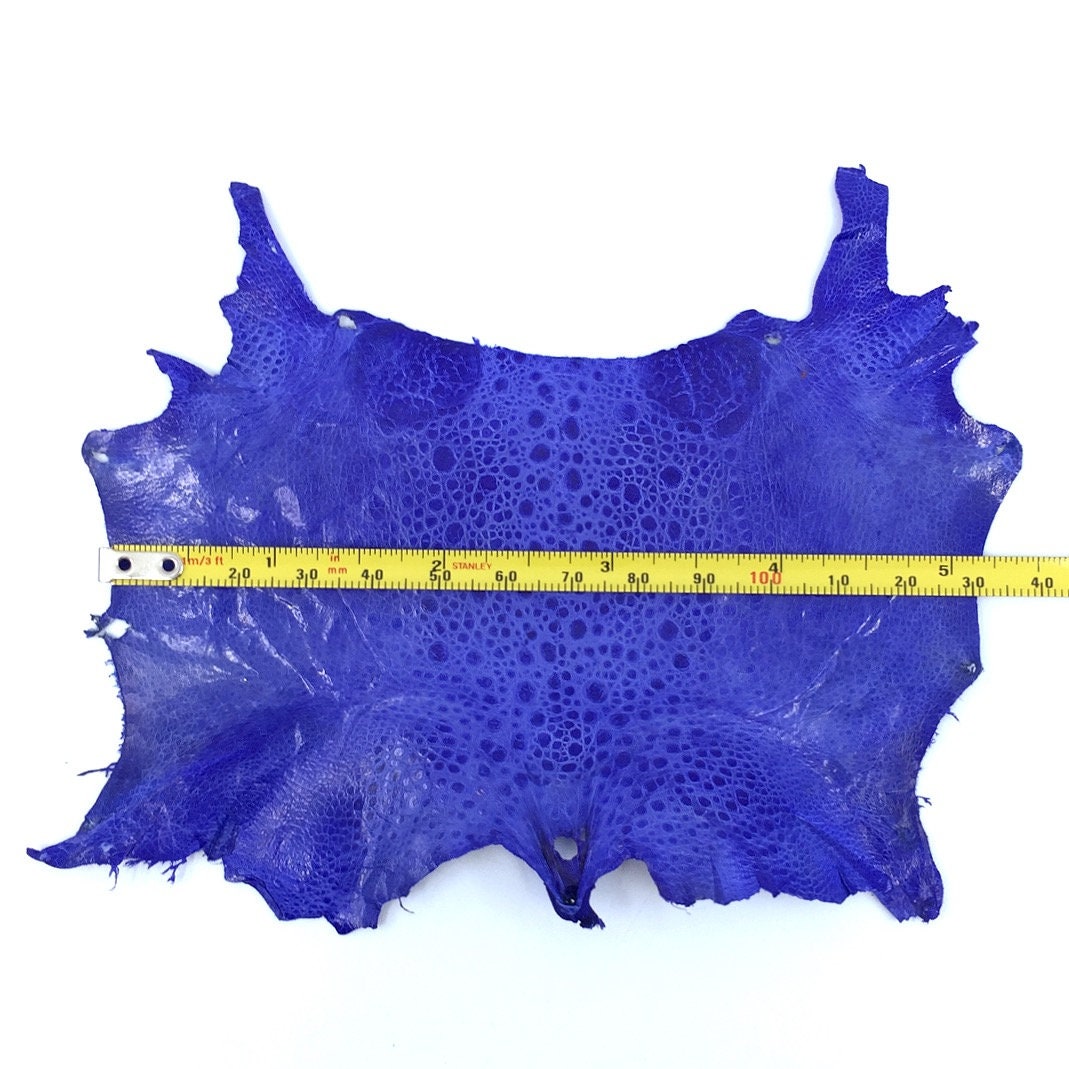 Bufo Marinus Cane Toad Skin Professionally Dyed Leather Glossy ...