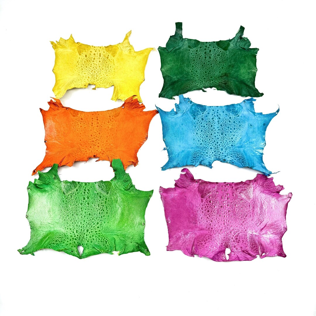 Bufo Marinus Cane Toad Skin Professionally Dyed Leather Gloss ...