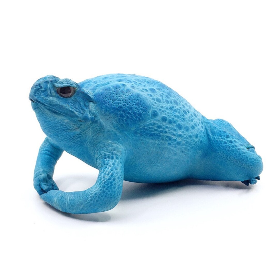 New Genuine Bufo Marinus Lucky Cane Toad Taxidermy Cyan Blue Extra ...