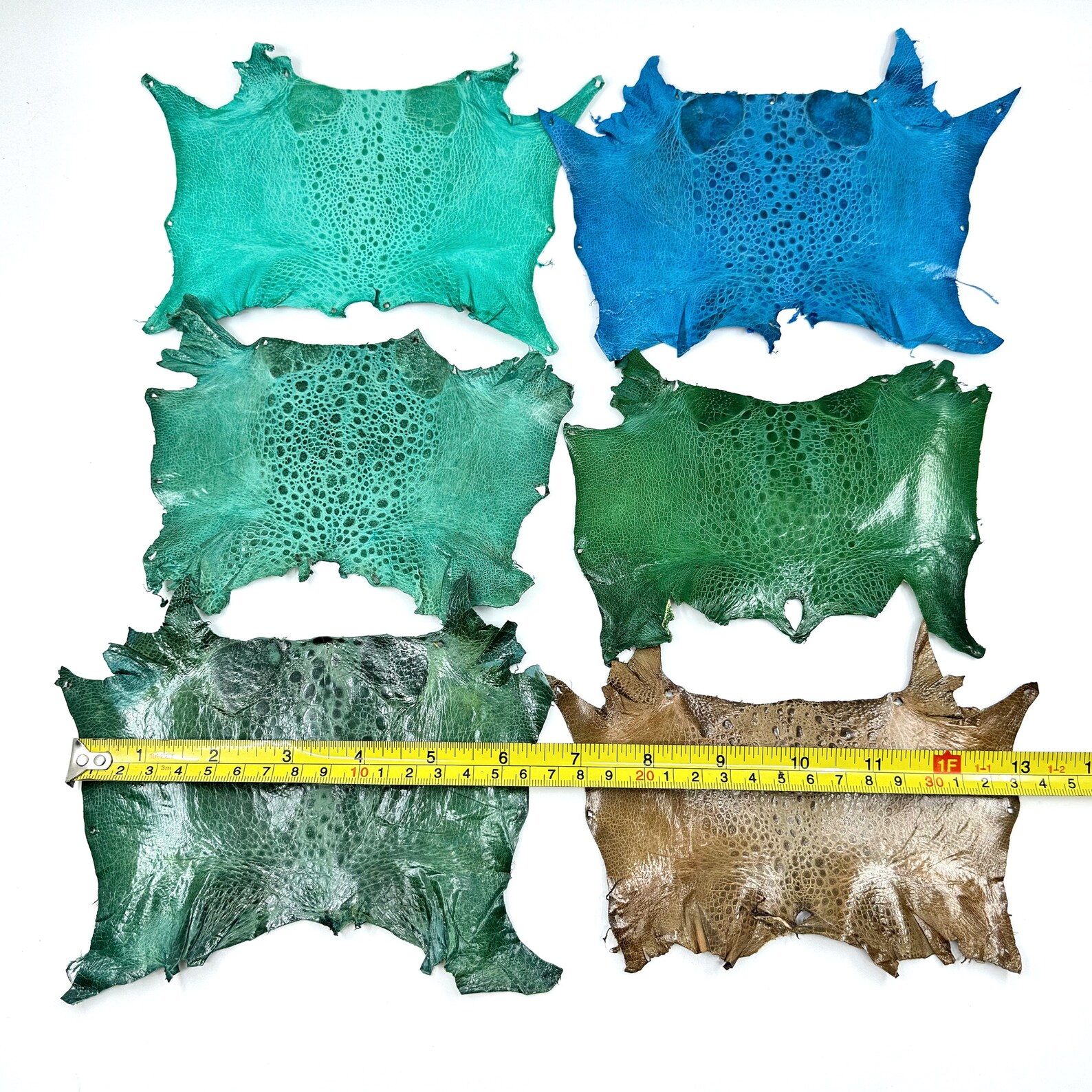 Bufo Marinus Cane Toad Skin Professionally Dyed Leather Gloss ...