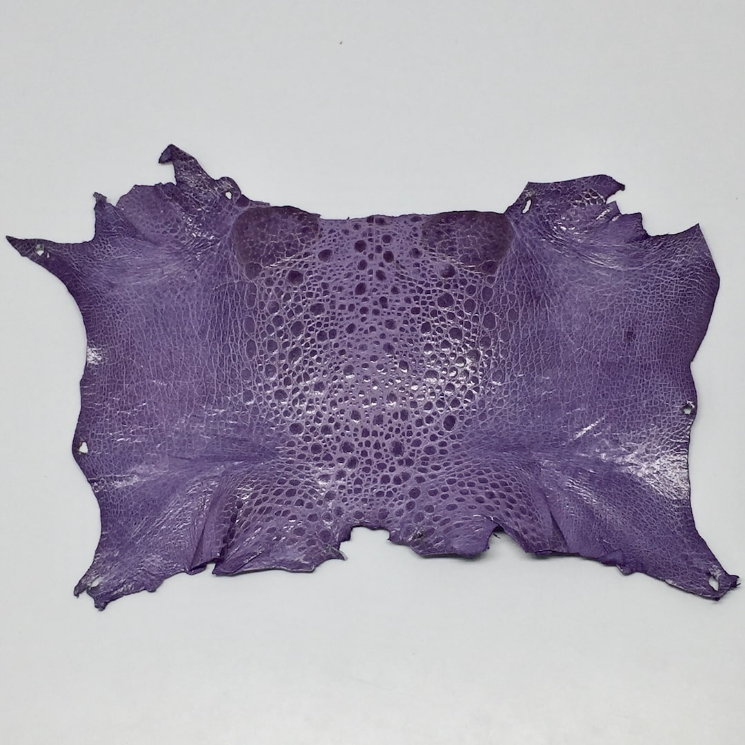 Bufo Marinus Cane Toad Skin Dyed Leather Taxidermy Violet - Etsy