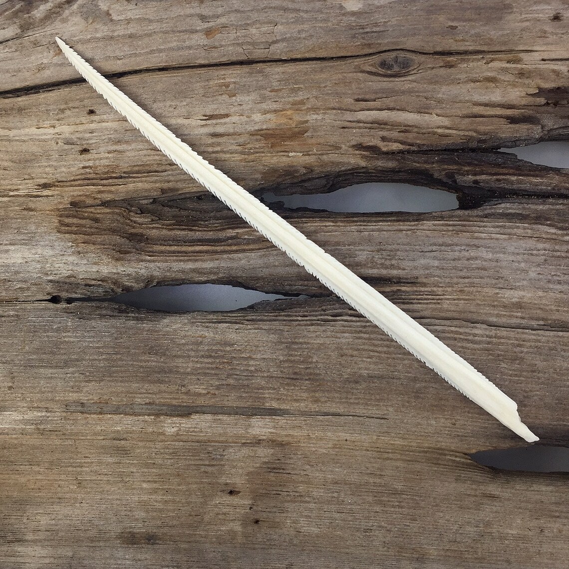 Hand Select Stingray Barb 7.25 Individual 3 | Etsy