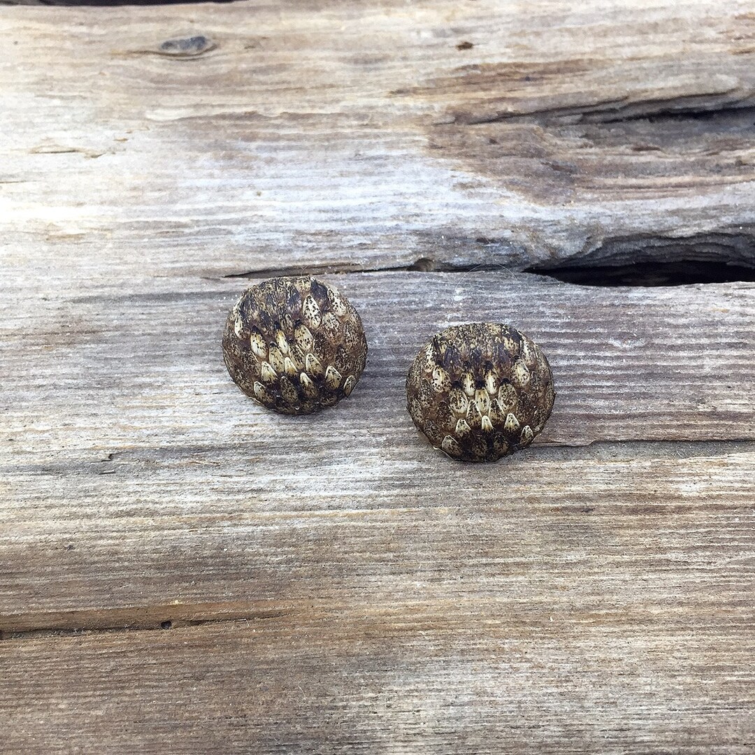 Vintage Western Diamondback Rattlesnake Skin 3/4" Button Earrings #2 - Etsy