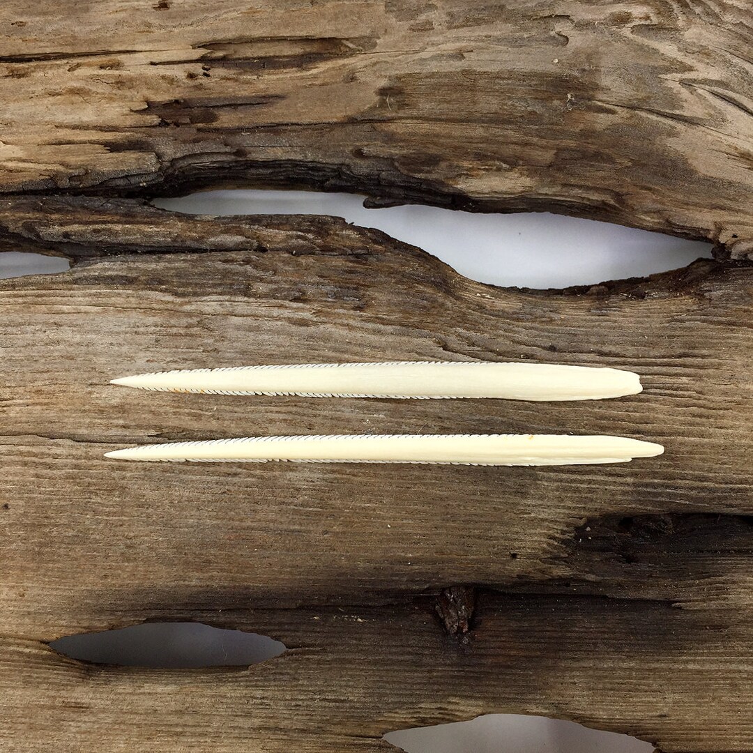 Hand Select Stingray Barbs 4.25" Set of 2 Group 3 - Etsy