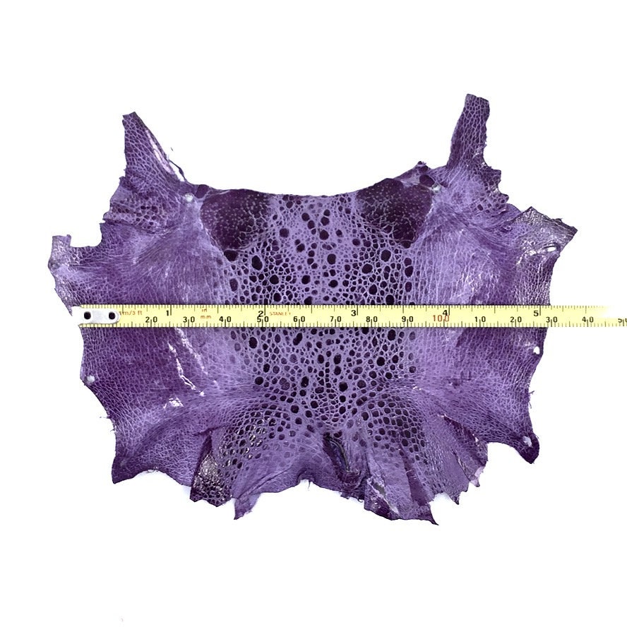 Bufo Marinus Cane Toad Skin Professionally Dyed Leather Glossy Purple ...