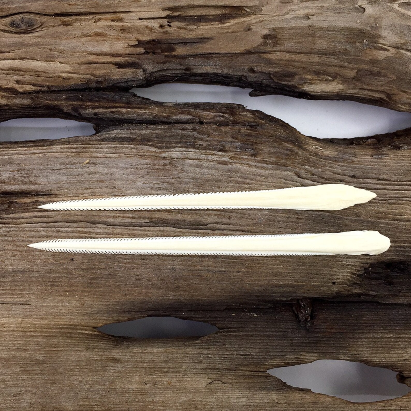 Specimen Stingray Barbs 5 5.25 Set of 2 - Etsy