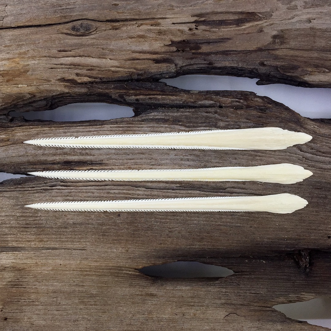 Hand Select Stingray Barbs 5.25" Set of 3 Group 1 - Etsy