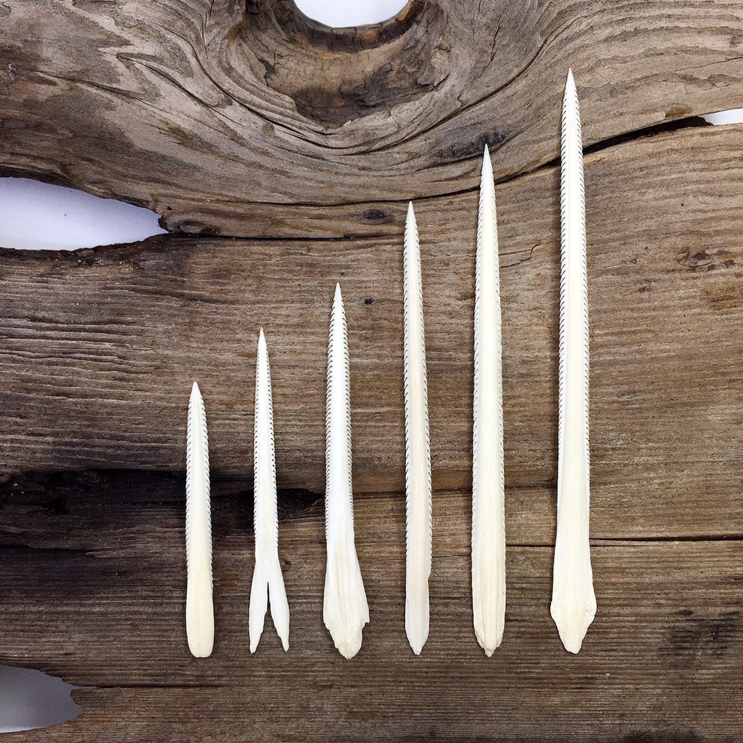 Specimen Stingray Barbs Graduated Set of 6 - Etsy