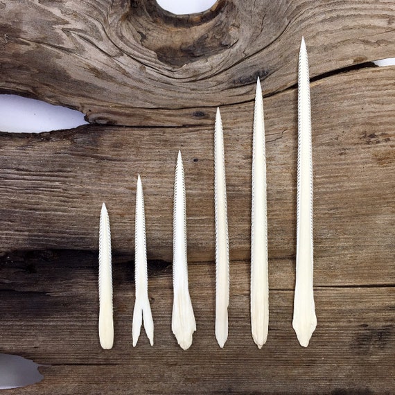 Specimen Stingray Barbs Graduated Set of 6 | Etsy