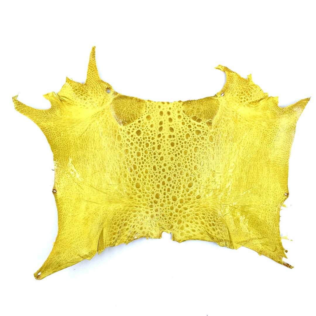 Bufo Marinus Cane Toad Skin Professionally Dyed Leather Glossy Yellow ...