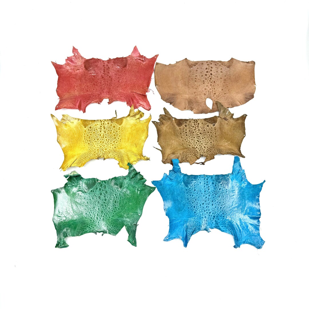 Bufo Marinus Cane Toad Skin Professionally Dyed Leather Gloss ...