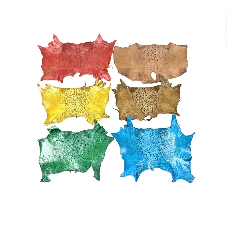 Bufo Marinus Cane Toad Skin Professionally Dyed Leather Gloss ...