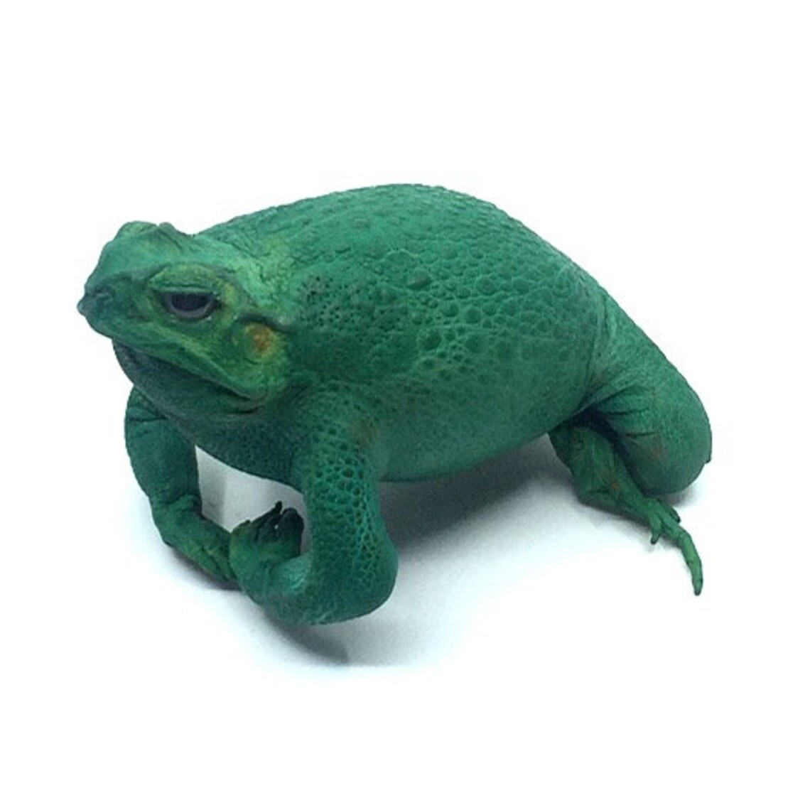 New Genuine Bufo Marinus Lucky Cane Toad Taxidermy Small Green | Etsy