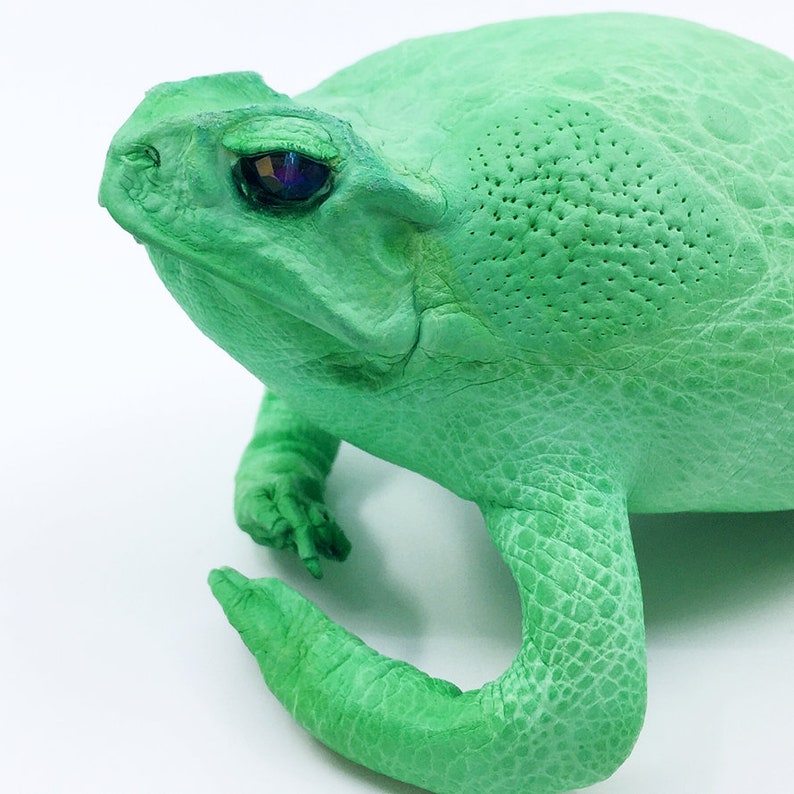 New Genuine Bufo Marinus Lucky Cane Toad Taxidermy Pretty - Etsy