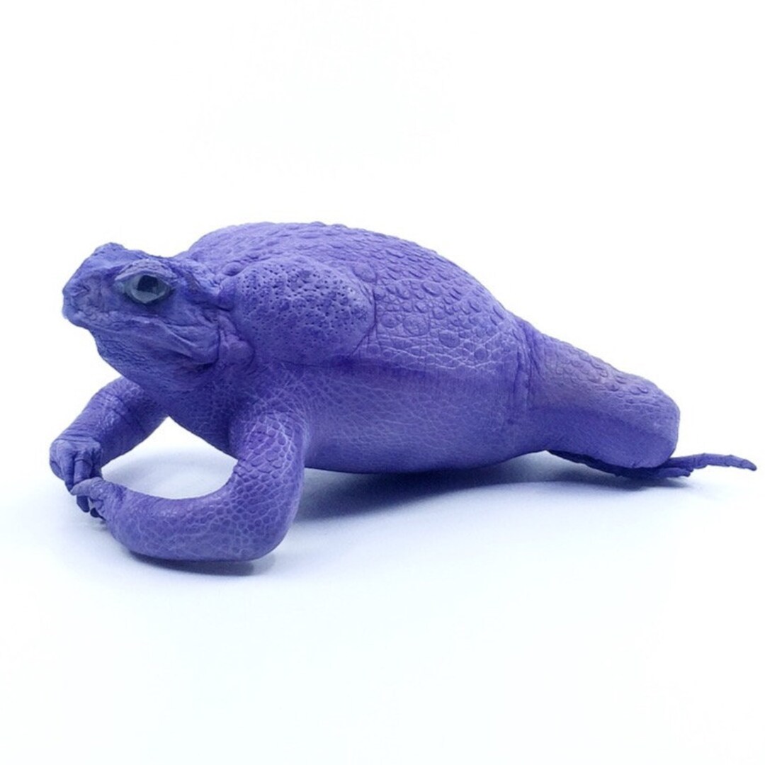 New Genuine Bufo Marinus Lucky Cane Toad Taxidermy Small Purple 4.5" - Etsy