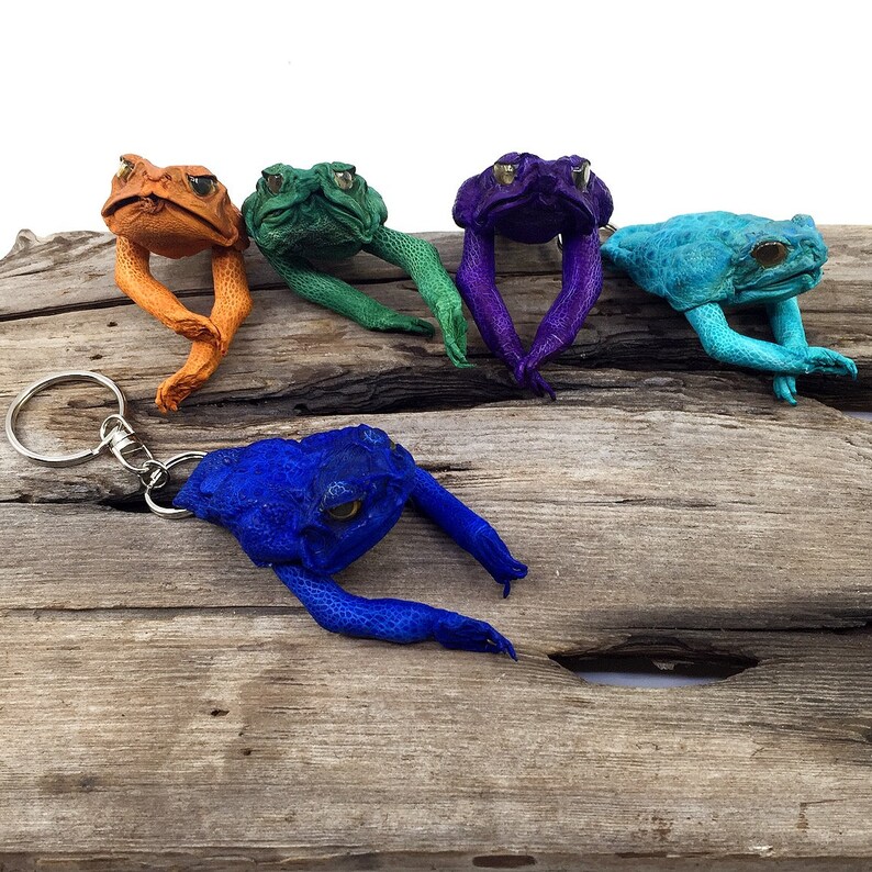 New Genuine Bufo Marinus Lucky Cane Toad Taxidermy Small Green - Etsy