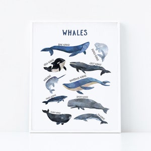 Sharks Whales Species Chart, Ocean Sea Wall Art, Sea Creatures Poster ...