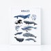 Sharks Whales Species Chart, Ocean Sea Wall Art, Sea Creatures Poster ...