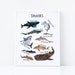 Shark Chart Art Print, Shark Chart Poster, Kids Prints, Scientific ...