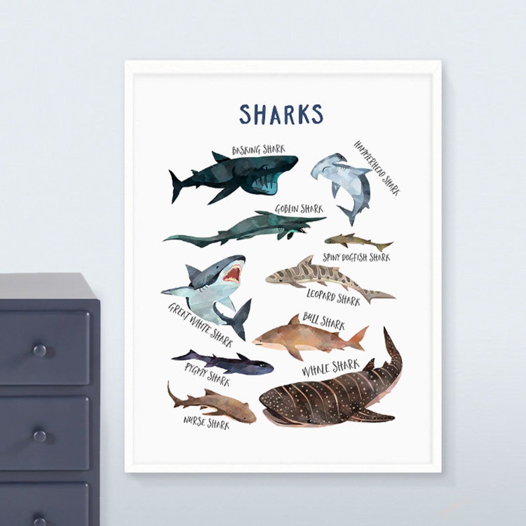 Shark Chart Art Print, Shark Chart Poster, Kids Prints, Scientific ...