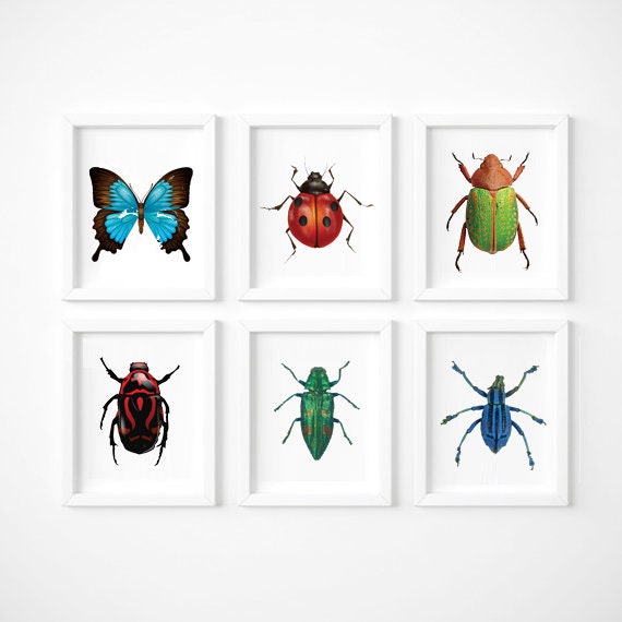 Insect Art Prints