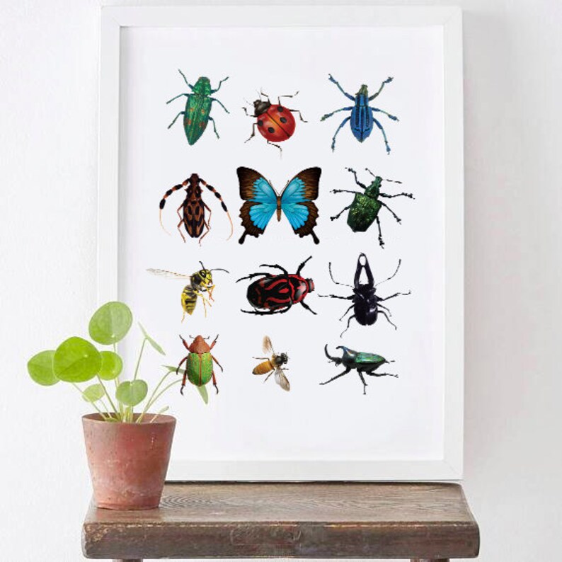 Insect Collectionbug Collection photography Print Nature | Etsy