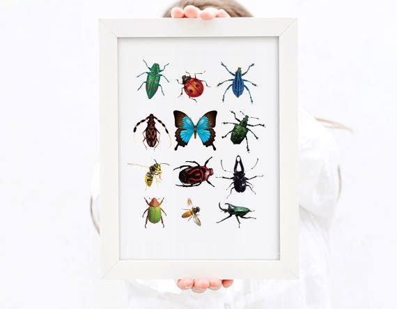 Insect Collectionbug Collection photography Print Nature | Etsy
