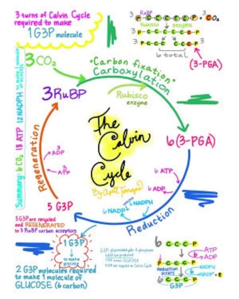The Calvin Cycle Diagram Full Step by Step Explanation | Etsy