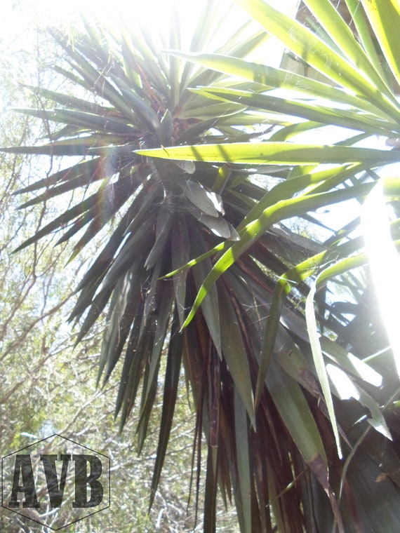 Giant Yucca 1 Severed Top 12 Exotic Iconic | Etsy