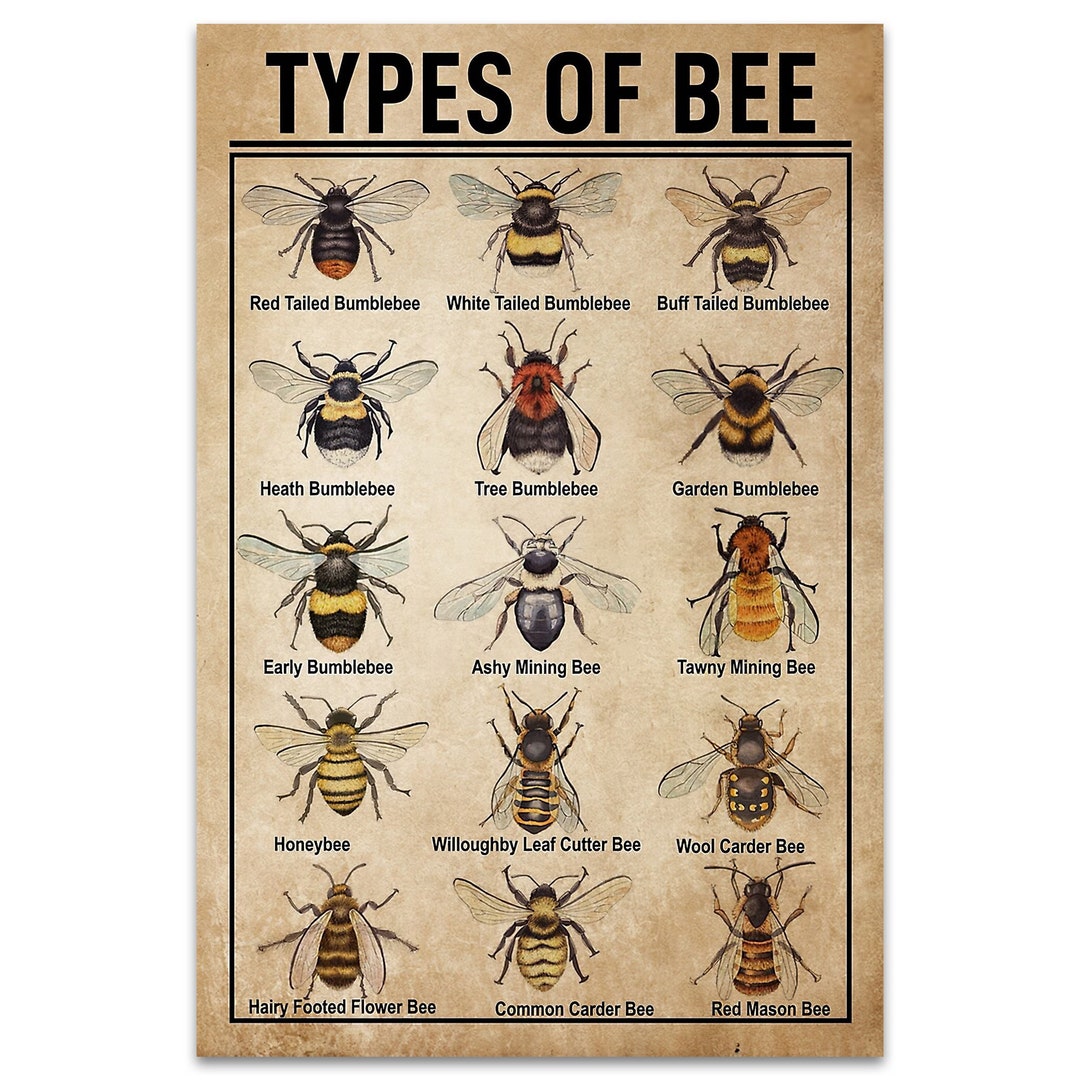 Bee Types Vertical Poster Types of Bee Poster Knowledge - Etsy