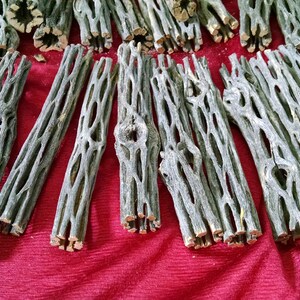 25 Pc. Cholla 6" X 3/4" Minus - Etsy