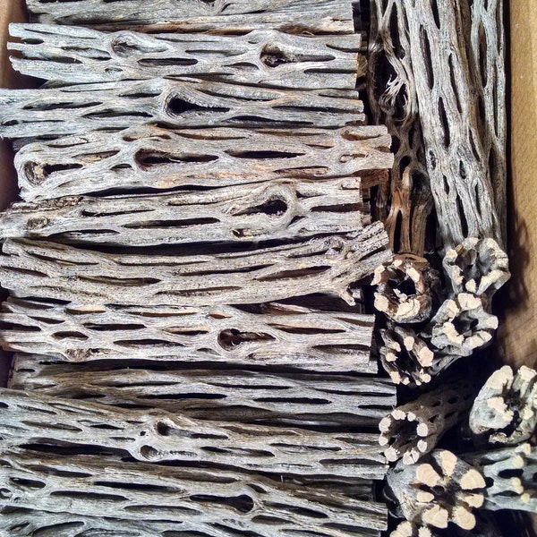 Cholla Wood - Etsy