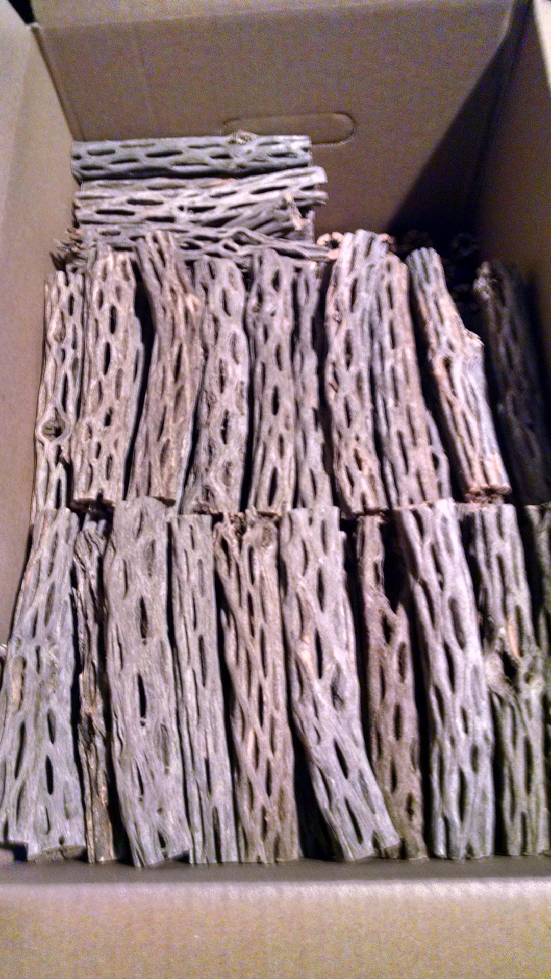 250 Cholla Cactus Wood, 6 Inch by 3/4 to 1-1/2 Inch, ORGANIC, Untreated ...