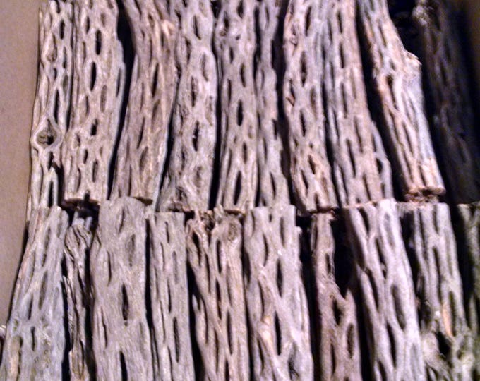 250 Cholla Cactus Wood, 6 Inch by 3/4 to 1 Inch, ORGANIC, Untreated ...