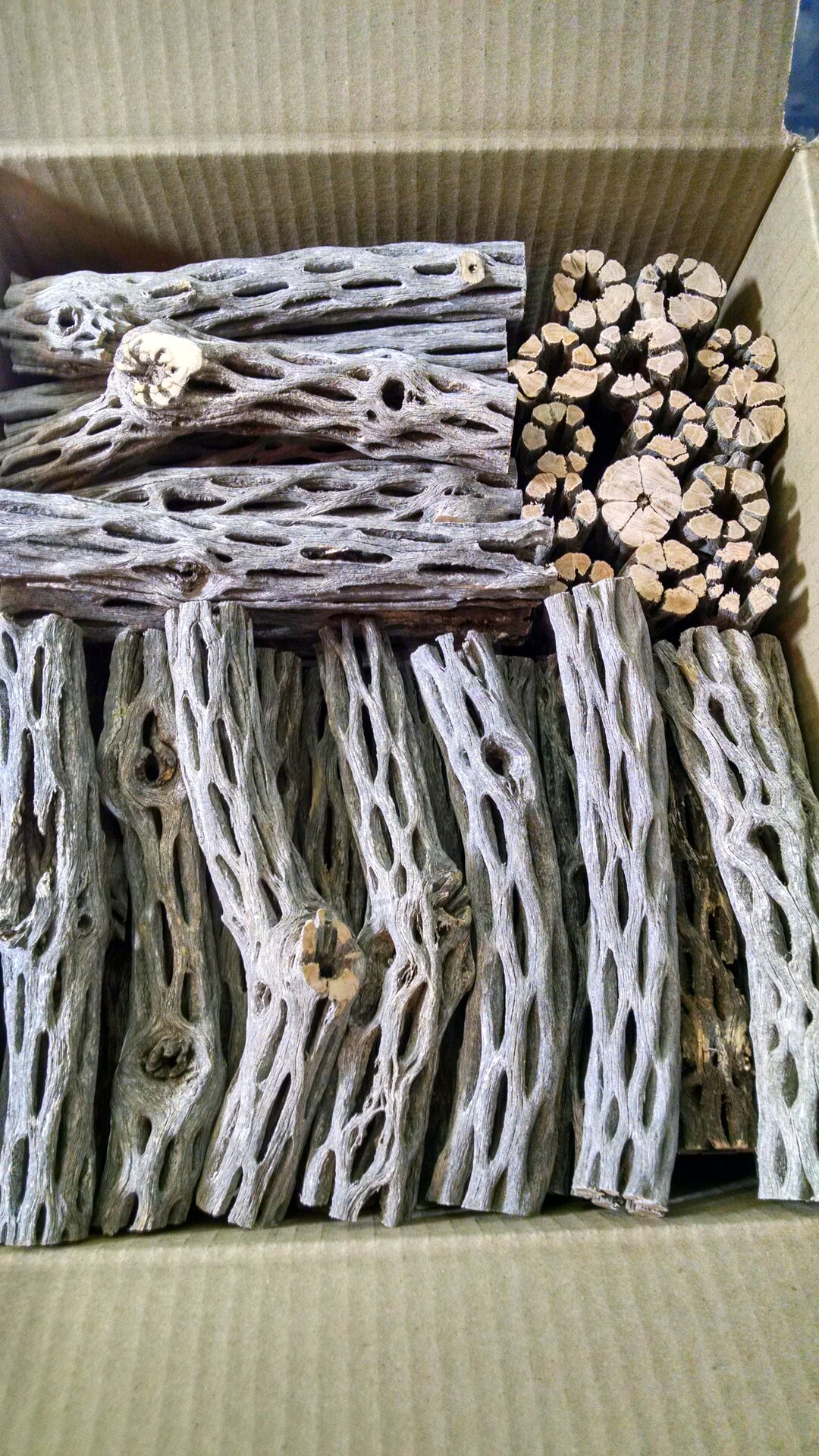 100 Cholla Cactus Wood, 6 Inch by 3/4 to 1-1/2 Inch, ORGANIC, Untreated ...