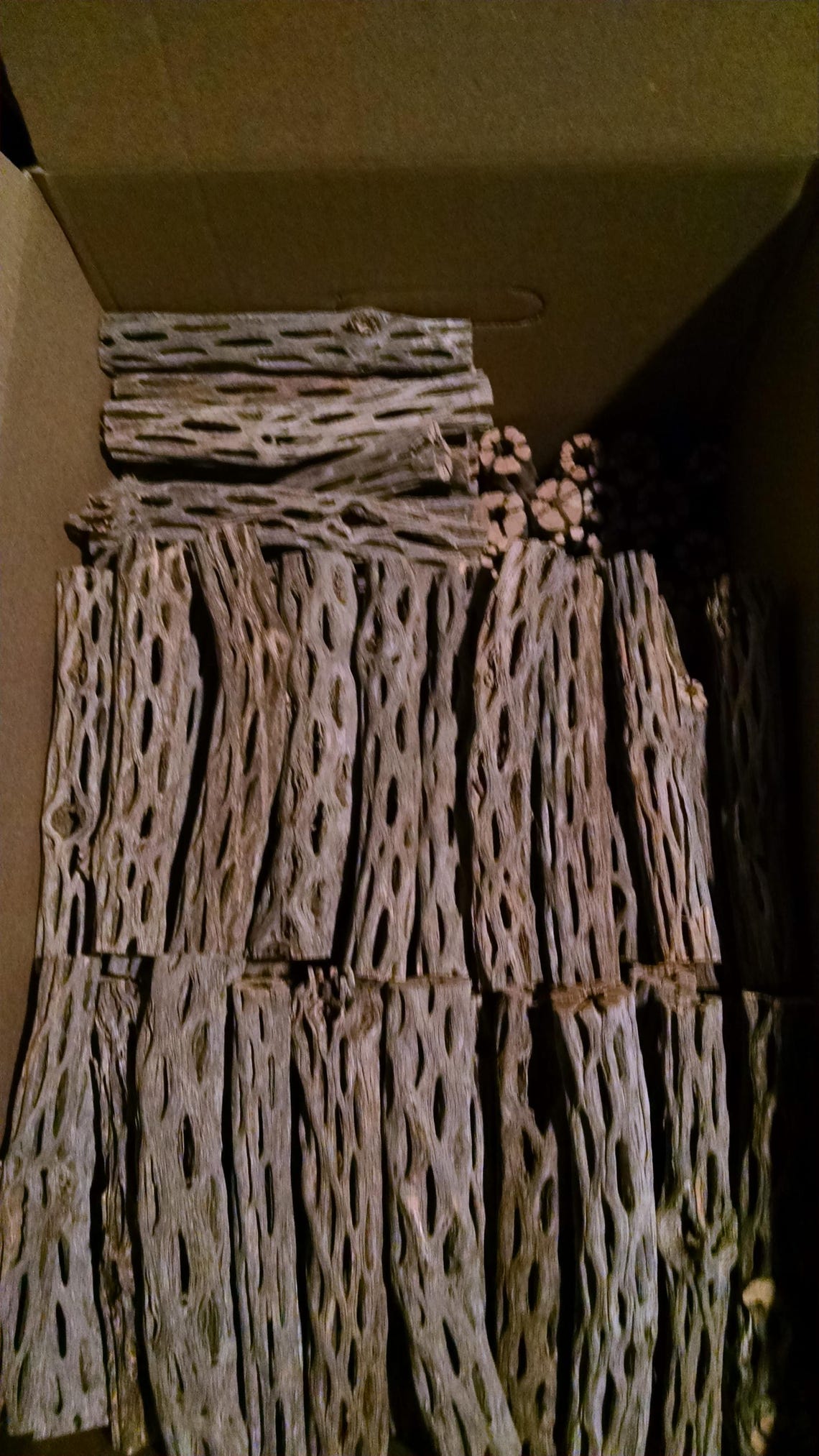 250 Cholla Cactus Wood, 6 Inch by 3/4 to 1 Inch, ORGANIC, Untreated ...